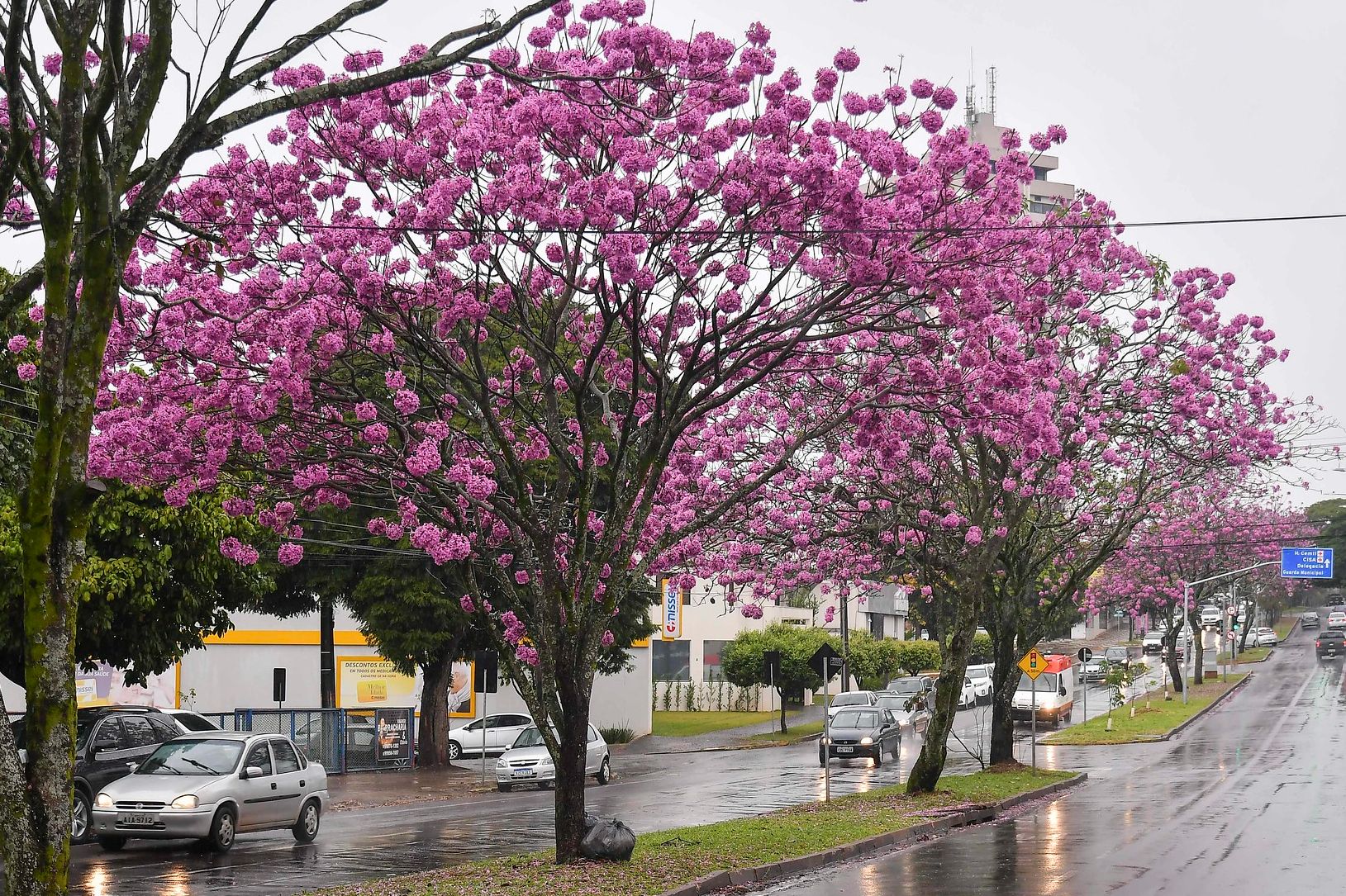 Prefeitura de Umuarama